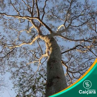 Angico-Vermelho - Sementes Caiçara