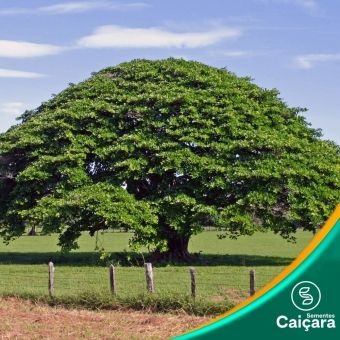 Tachi Branco - Sementes Caiçara