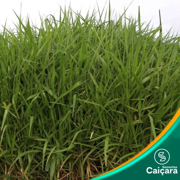 B. Brizantha cv. Marandú - Sementes Caiçara