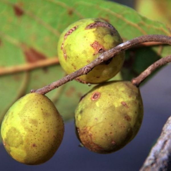 Mirindiba - Sementes Caiçara