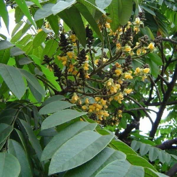 Araribá Rosa - Sementes Caiçara