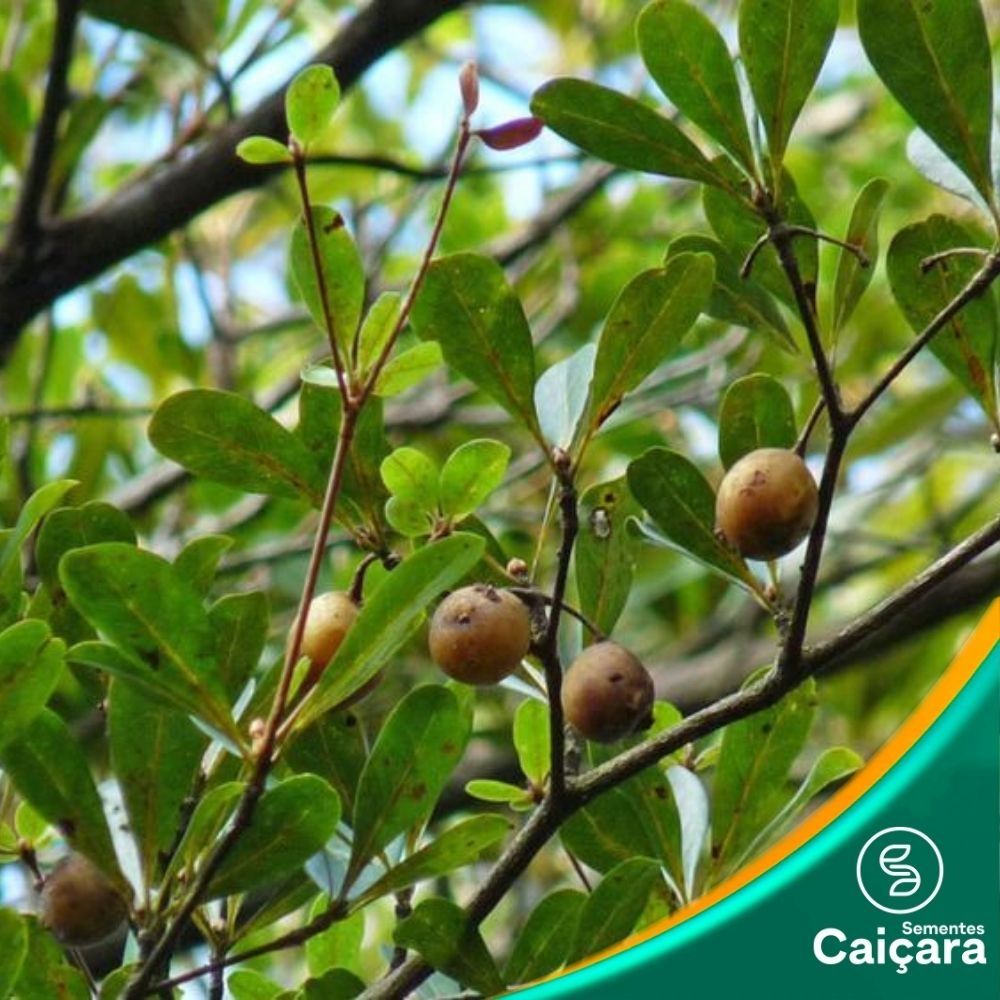 Mirindiba - Sementes Caiçara
