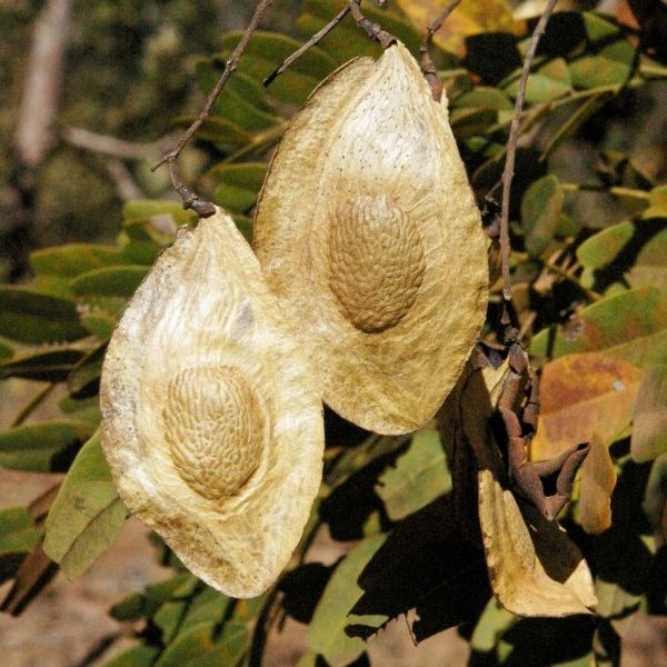 Sucupira Branca - Sementes Caiçara