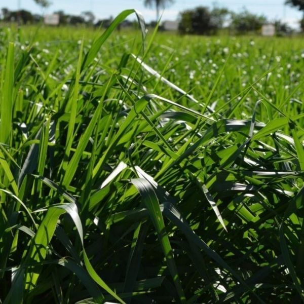 B. Brizantha cv. Xaraés (MG-5) - 5 kg - Sementes Caiçara