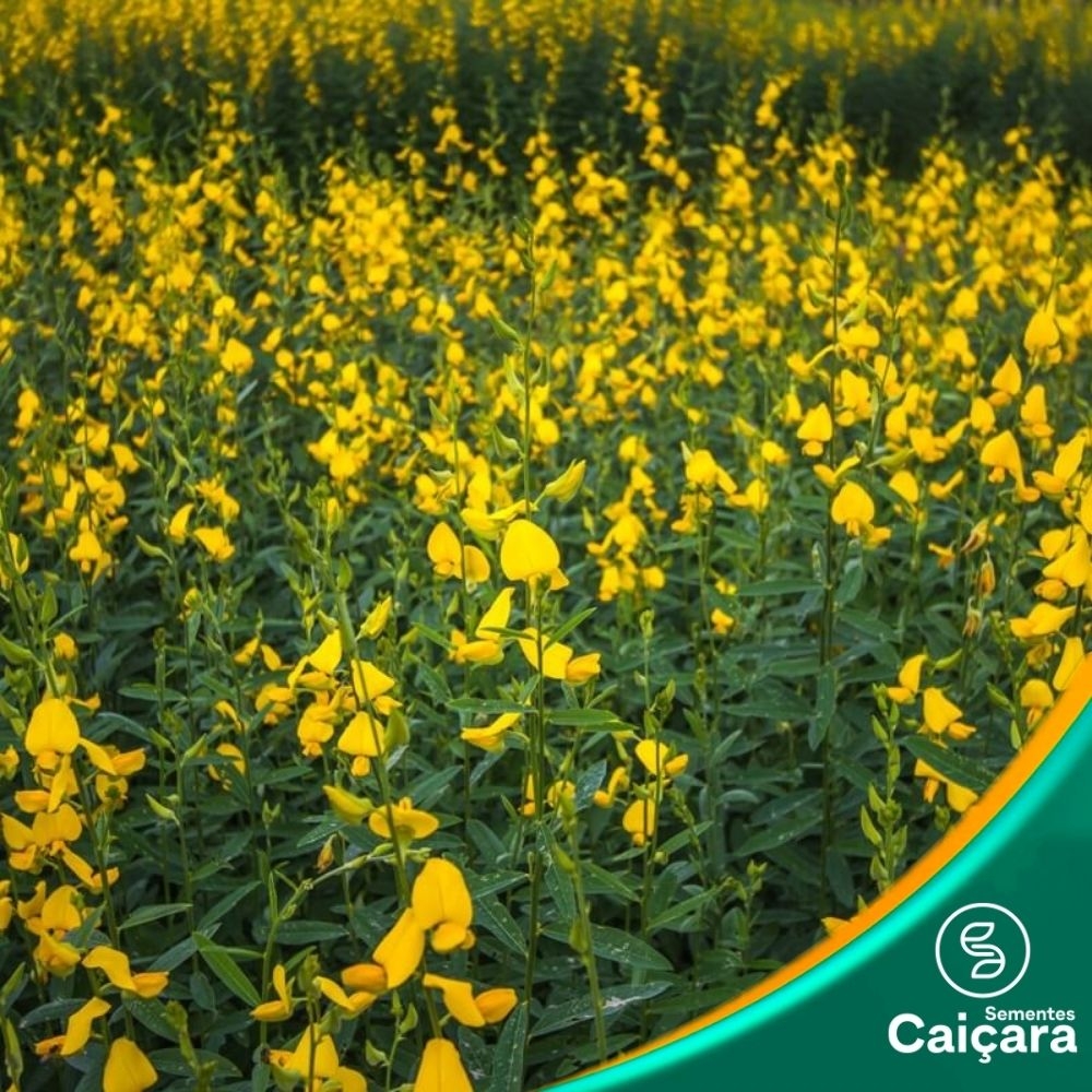 Crotalária Ochroleuca - 2 kg - Sementes Caiçara
