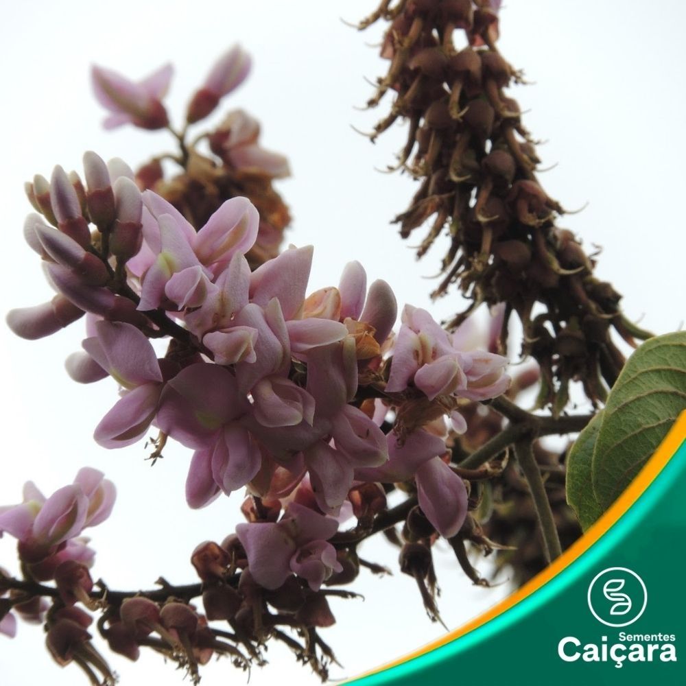 Embira de Sapo - Sementes Caiçara