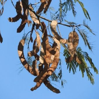 Angico-Branco - Sementes Caiçara