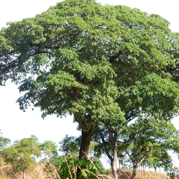 Mirindiba - Sementes Caiçara